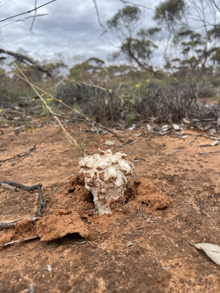 Phellorinia herculeana from Hattah - Kulkyne National Park, Hattah, VIC ...