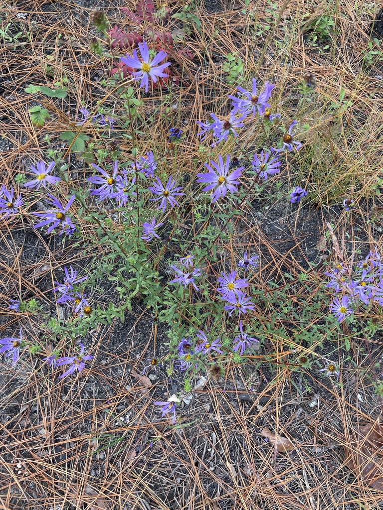Largeflower Aster from Fort Bragg, Spring Lake, NC, US on November 3 ...