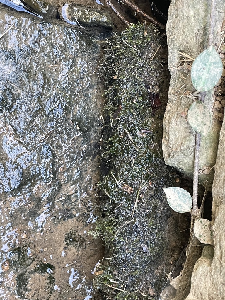 tangled thread moss from Wicklow Dr, Fort Smith, AR, US on October 17 ...