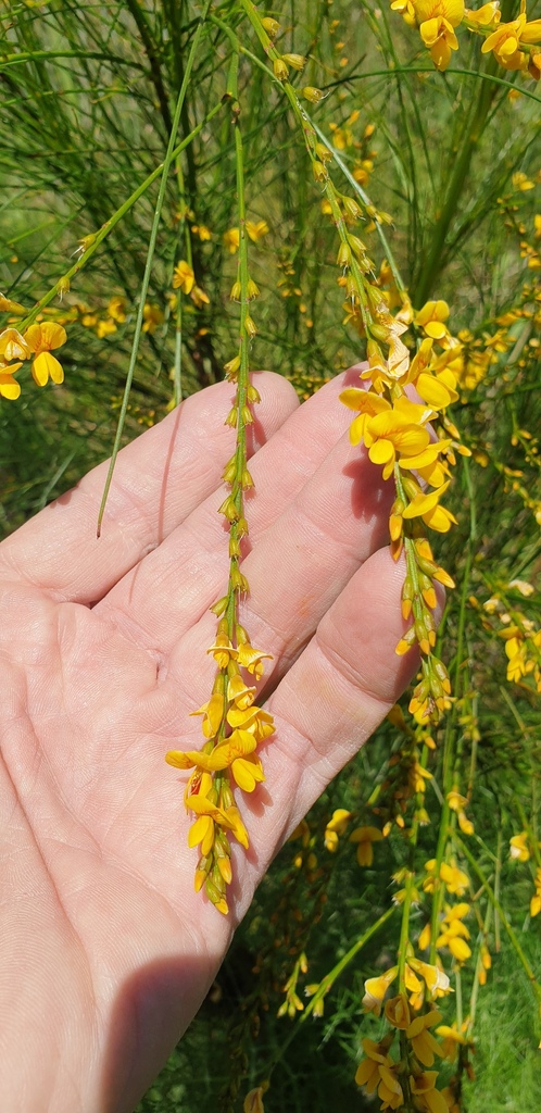 native broom from Normanville SA 5204, Australia on November 4, 2022 at ...