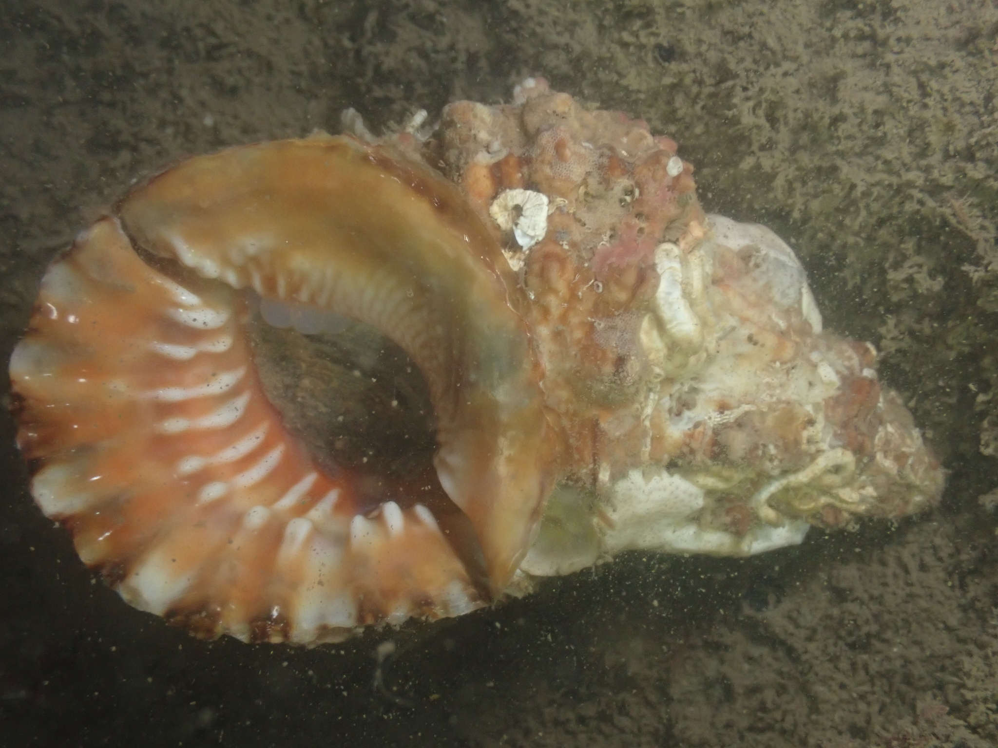 Tutufa rubeta (Linnaeus, 1758)