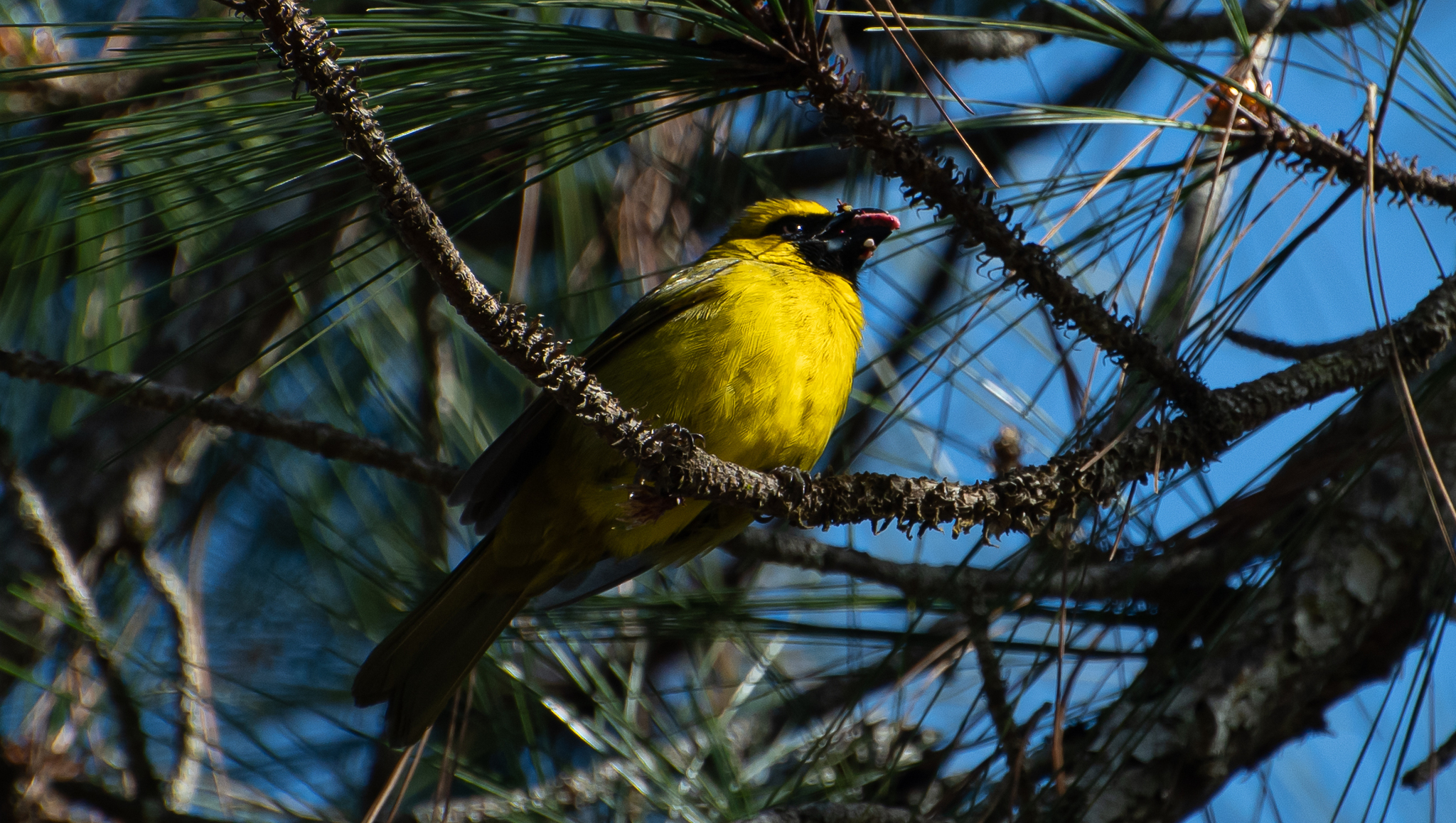 Caryothraustes canadensis (Linnaeus, 1766)