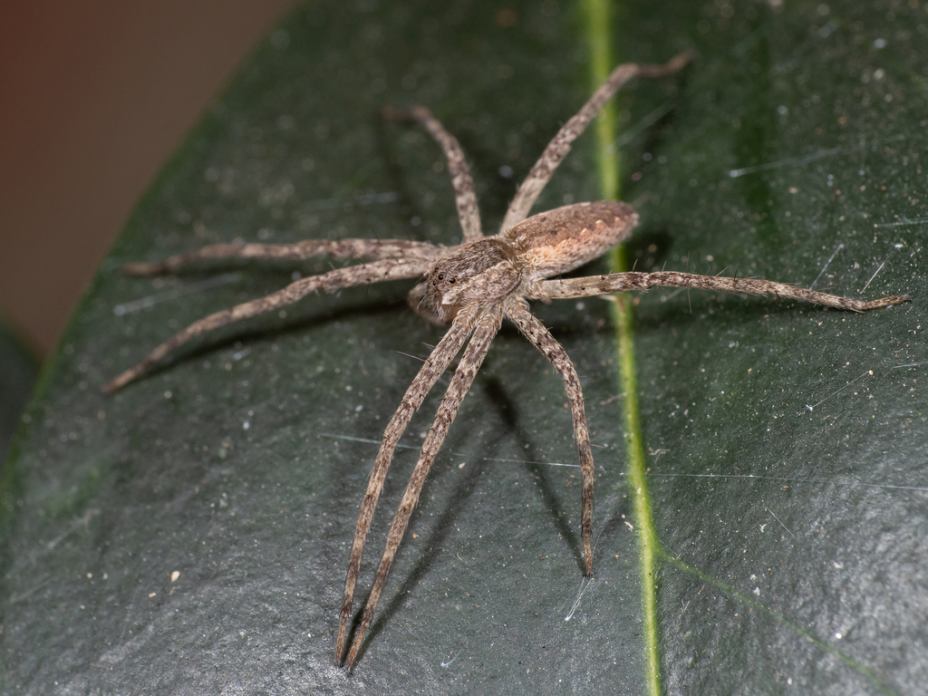 American Nursery Web Spider from Belle Haven, VA, USA on November 03 ...