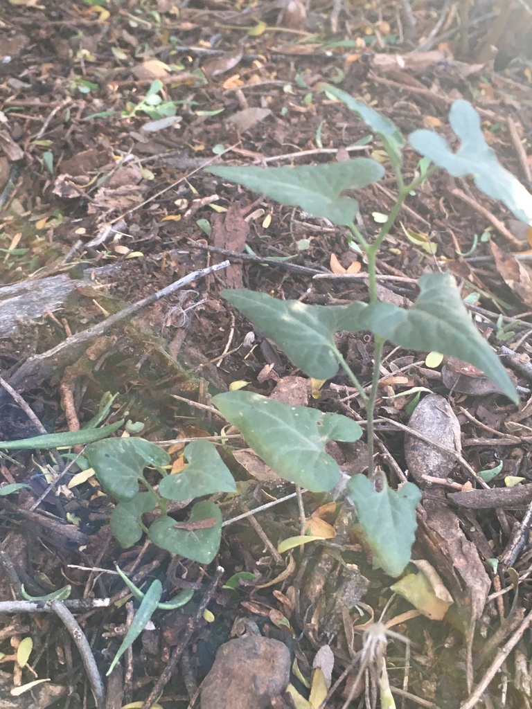 southwestern pipevine from N Pioneer Rd, Anthem, AZ, US on November 3 ...