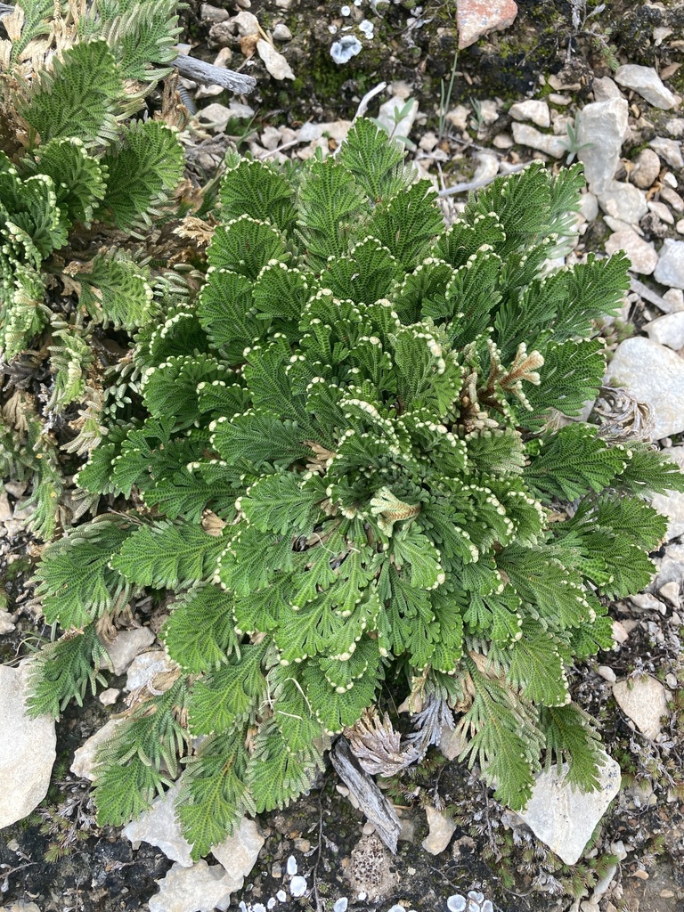 resurrection plant from Seminole Canyon State Park & Historic Site, Del ...