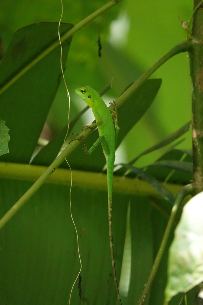 Green Crested Lizard from Sg Congkak, Hulu Langat, Selangor, Malaysia ...