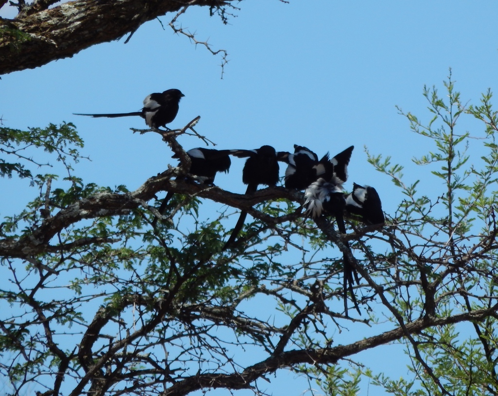 Magpie Shrike from Umguza, Zimbabwe on October 30, 2022 at 11:16 AM by ...