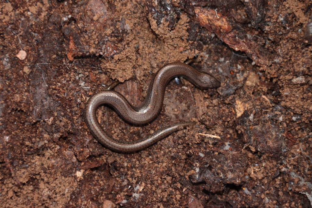 Skinks from Woomargama NSW 2644, Australia on July 24, 2022 at 03:34 PM ...