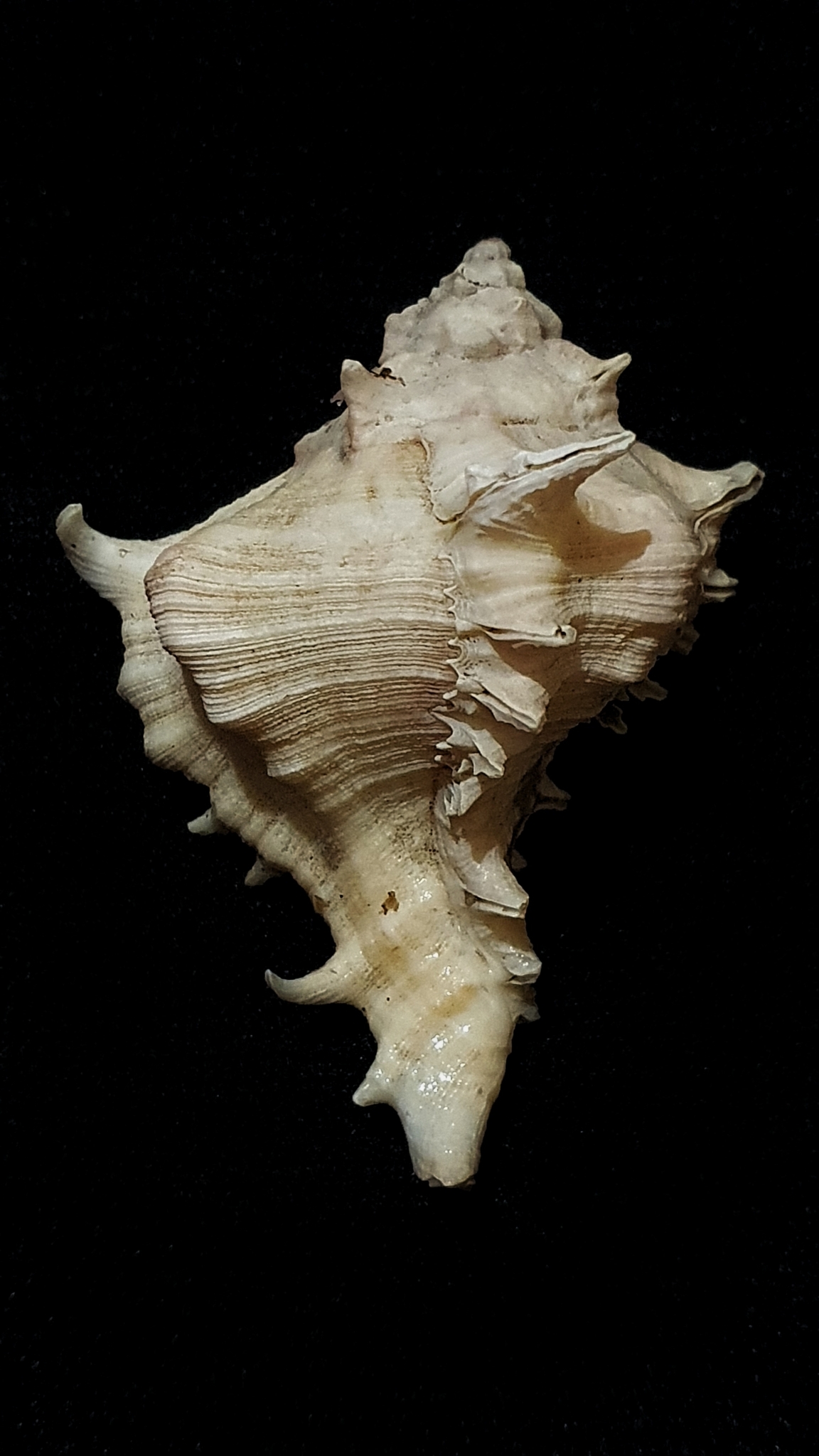 Chicoreus virgineus (Röding, 1798)