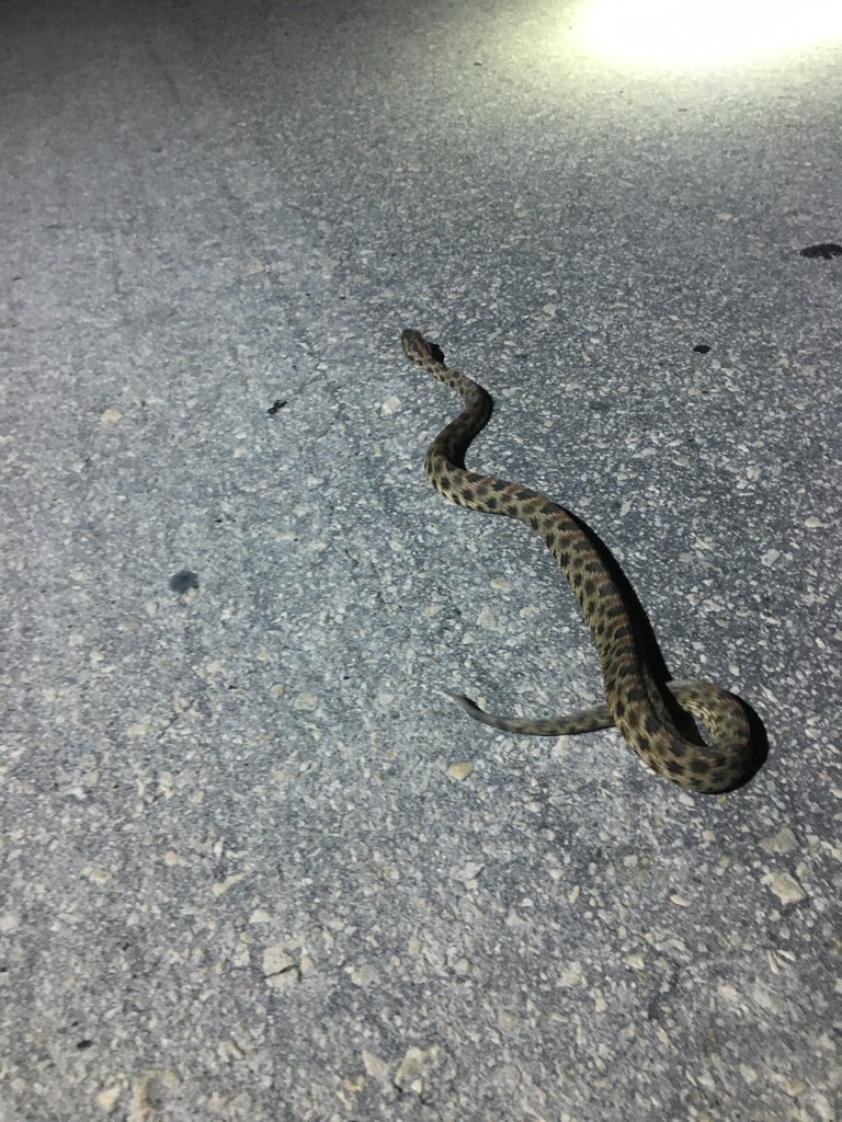 Pygmy Rattlesnake from Everglades National Park, FL, US on November 3 ...