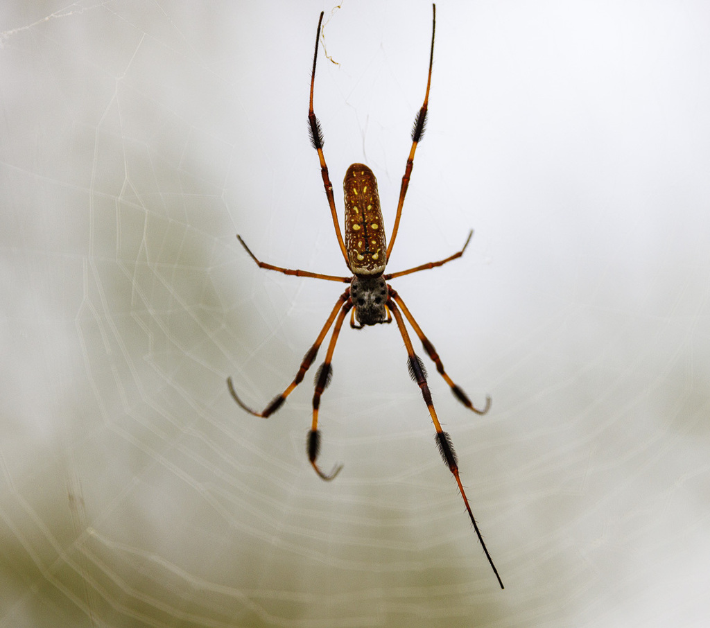 Golden Silk Spider from Chambers County, TX, USA on November 2, 2022 at ...