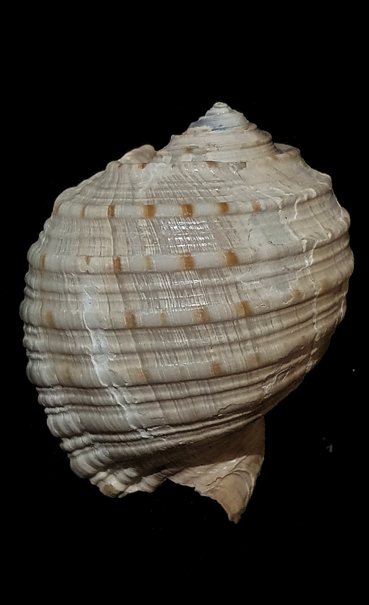 Tonna dolium (Linnaeus, 1758)