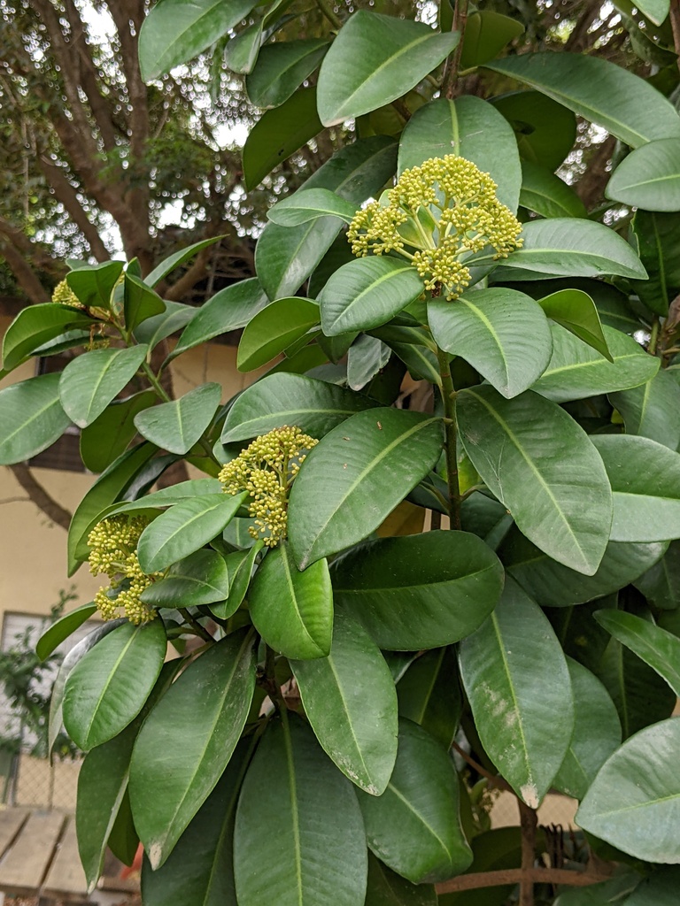 dicots from Santiago De Los Caballeros, Dominican Republic on October ...