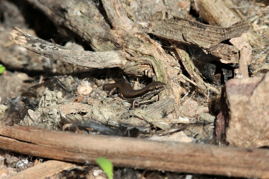 Skinks from Leeton NSW 2705, Australia on July 29, 2022 at 11:47 AM by ...
