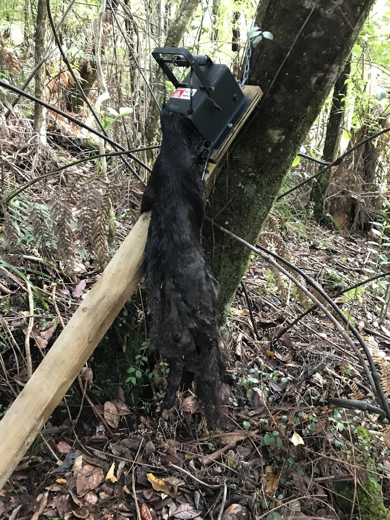 Domestic Cat from Puketī Forest (Pt Northland Conservation Park ...