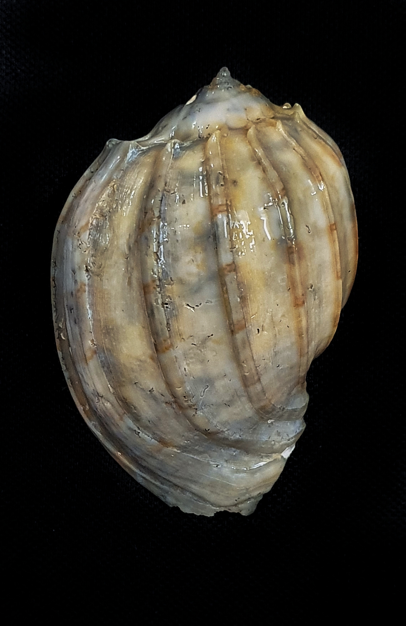 Harpa davidis Röding, 1798