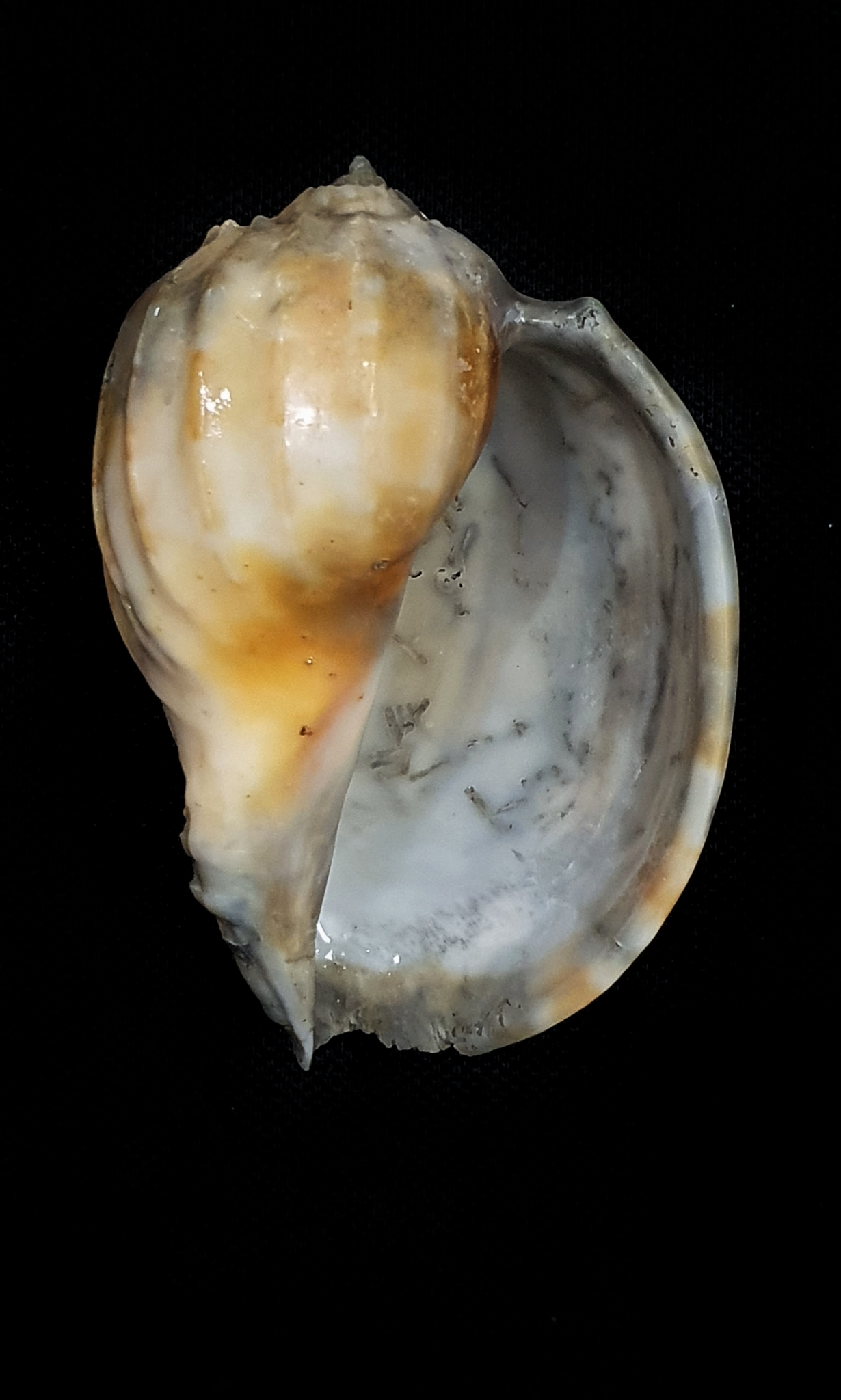 Harpa davidis Röding, 1798