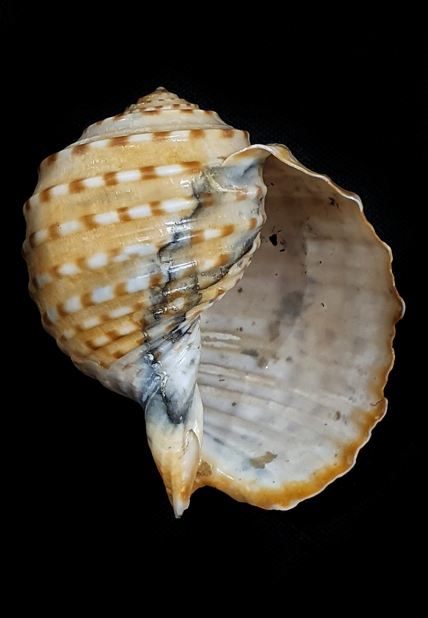 Tonna dolium (Linnaeus, 1758)