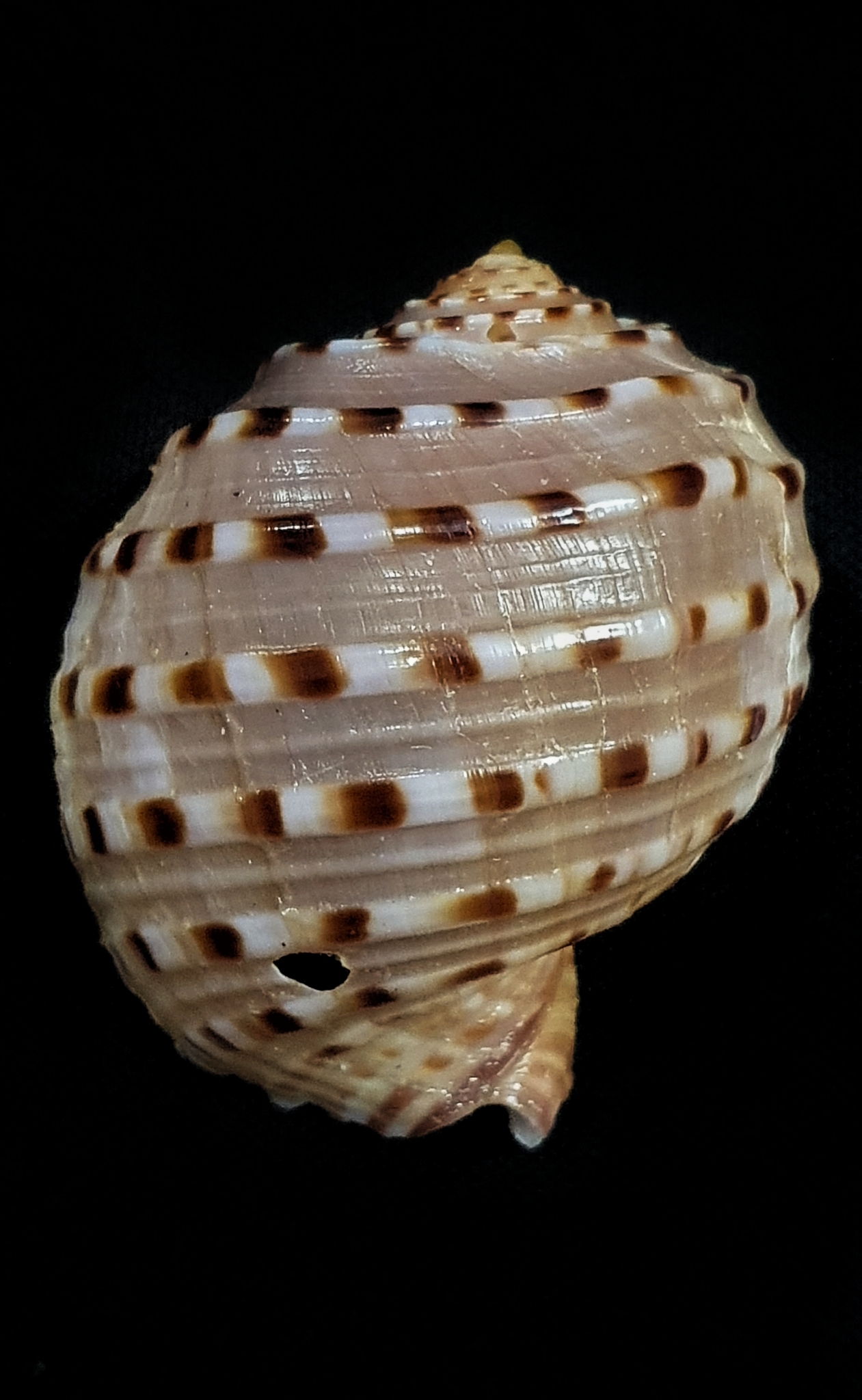 Tonna dolium (Linnaeus, 1758)