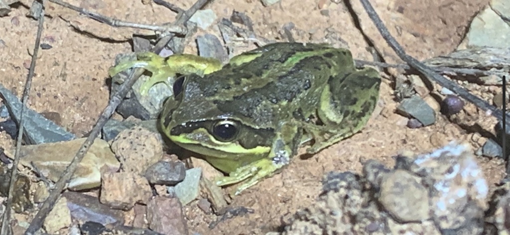Alpine Verreaux's tree frog in November 2022 by jnrclawrie · iNaturalist