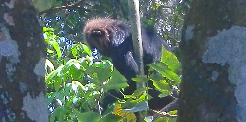 Nilgiri Langur (Semnopithecus johnii) - Know Your Mammals