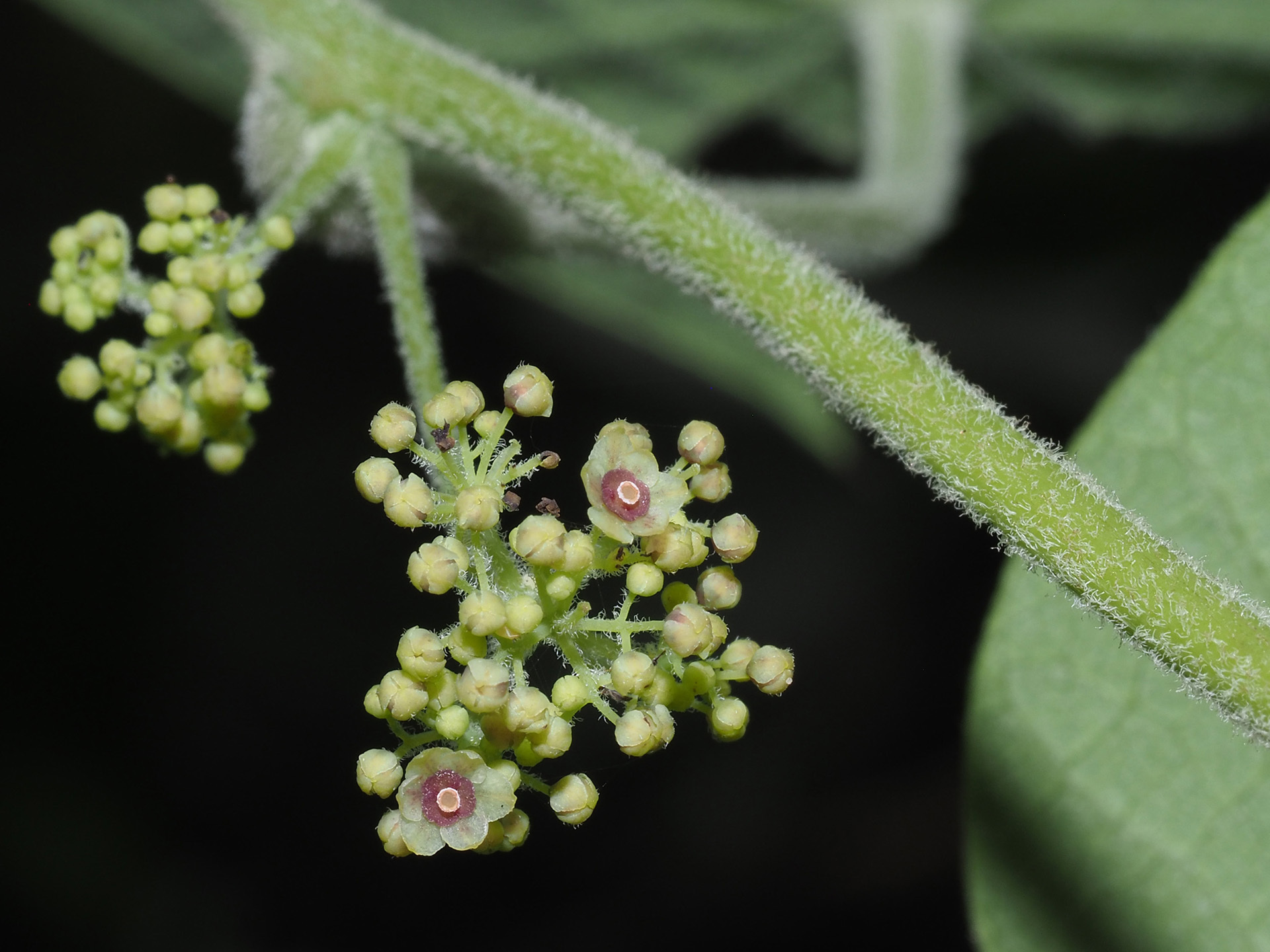 Stephania abyssinica (Dill. & A.Rich.) Walp.