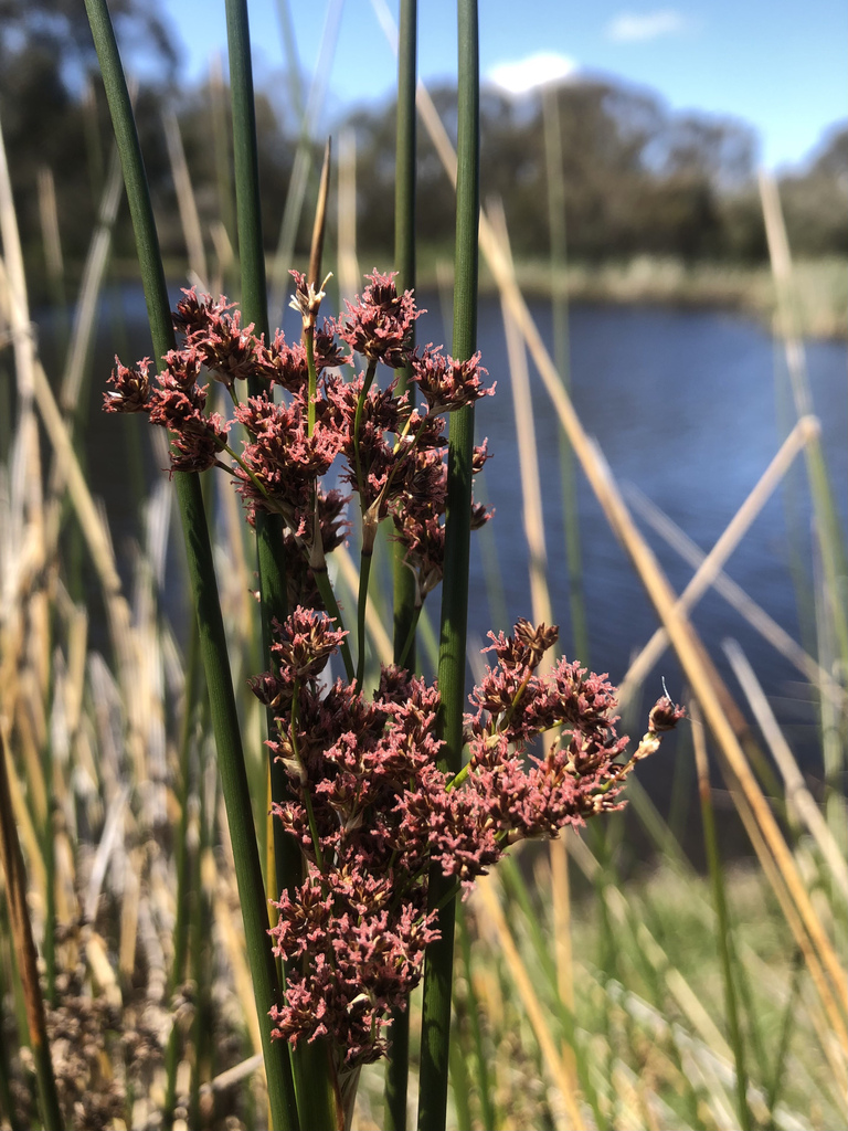 Sea Rush from South Bunbury, WA, AU on November 04, 2022 at 12:44 PM by ...