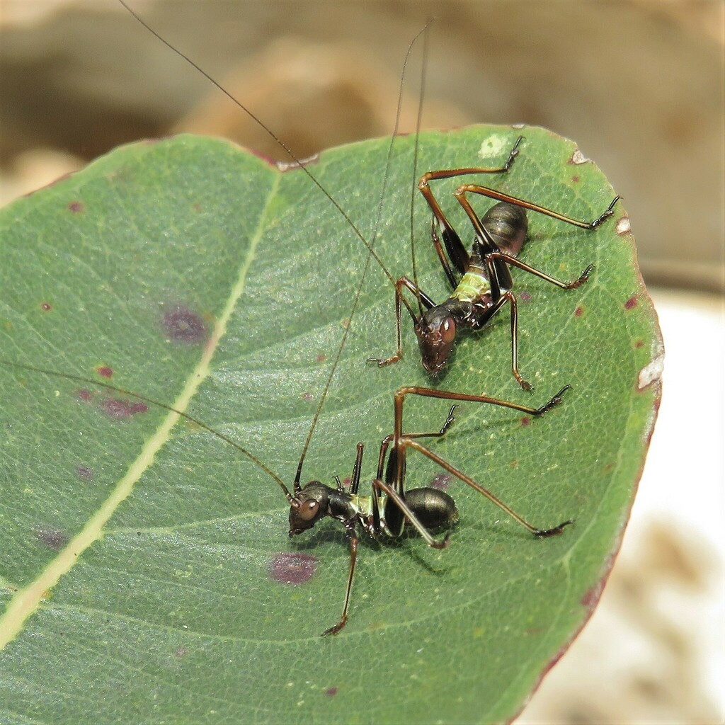 Torbia from Wallaga Lake NSW 2546, Australia on October 30, 2022 at 10: ...