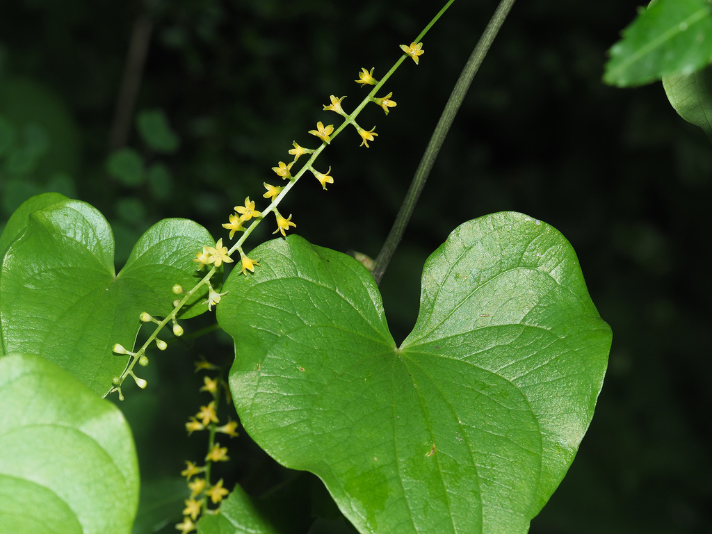 Forest Elephantsfoot in January 2022 by Felix Riegel · iNaturalist