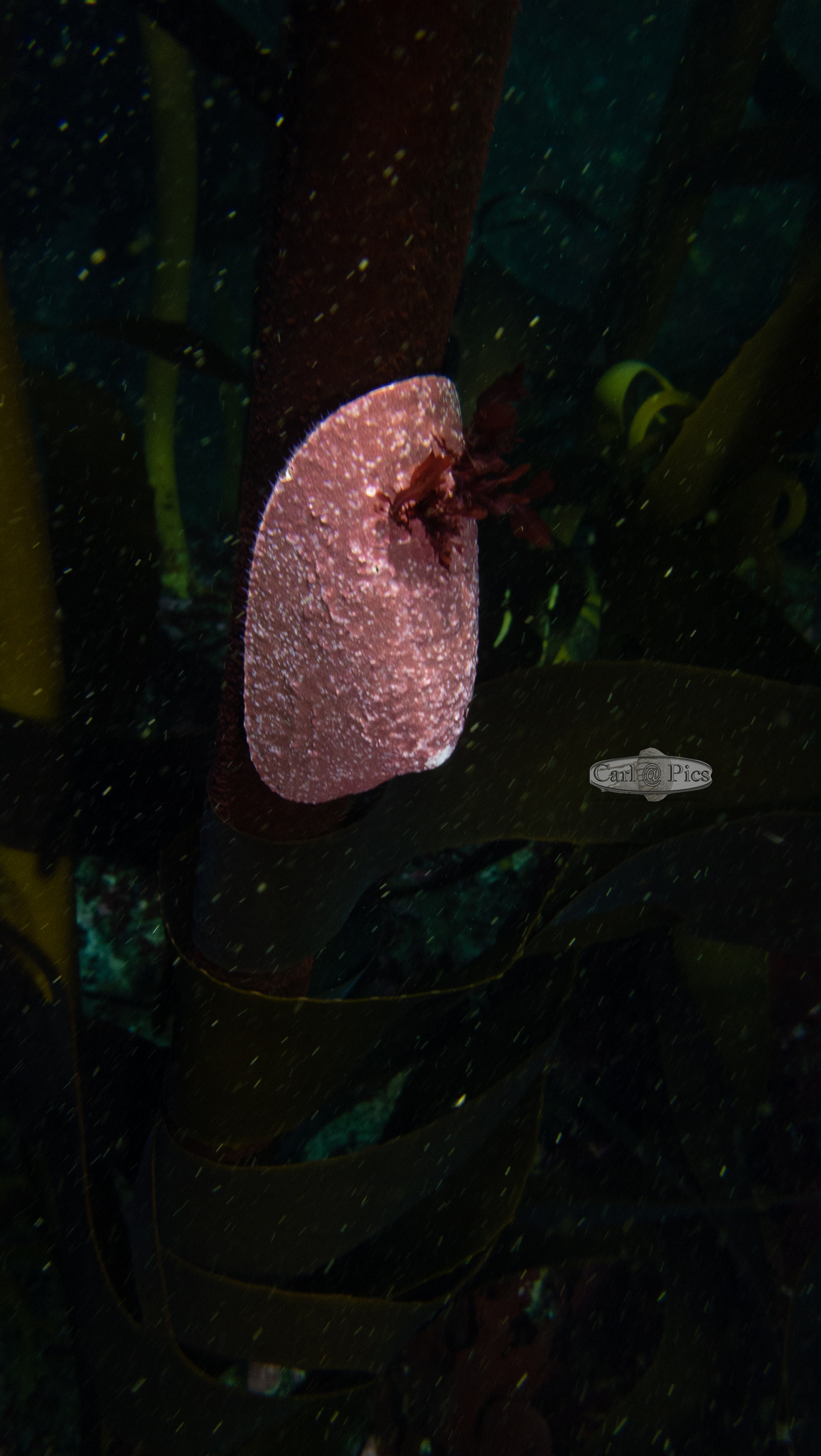 Cymbula compressa (Linnaeus, 1758)