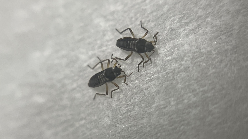 Microvelia douglasi from 定光寺町, 瀬戸市, 愛知県, JP on November 03, 2022 at 02: ...