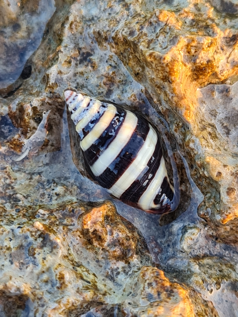 Bumblebee Snail from Safaja, EG-BA, EG on November 4, 2022 at 06:13 AM ...