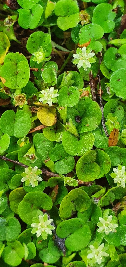 kidney weed from 0991, New Zealand on November 4, 2022 at 09:03 AM by ...