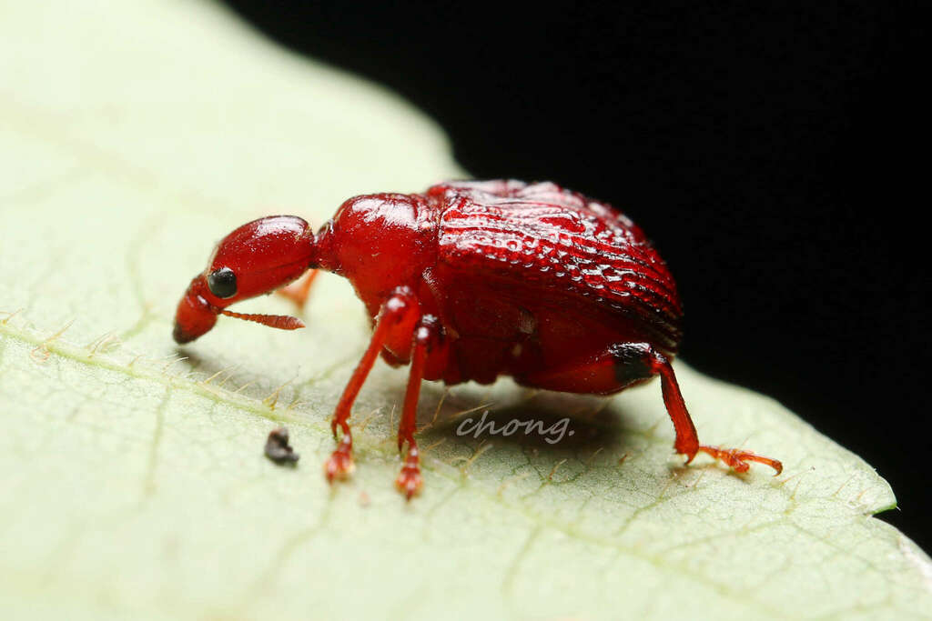 Heterapoderus from 中国江苏省南京市玄武区 on October 22, 2022 at 04:21 PM by 虫虫 ...