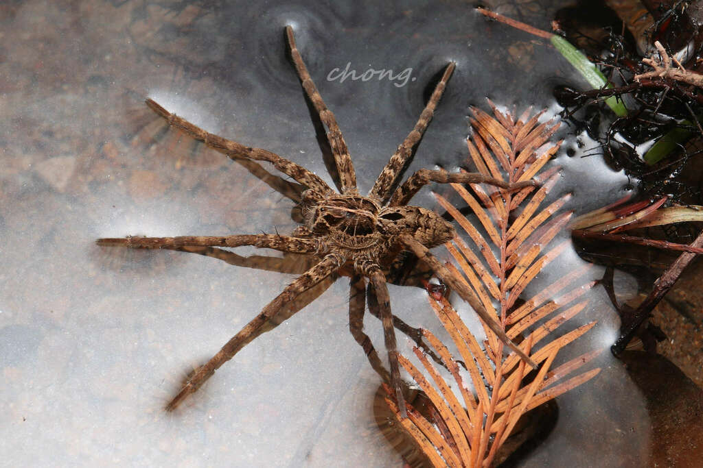 Dolomedes raptor from 中国江苏省南京市玄武区 on October 22, 2022 at 04:21 PM by 虫虫 ...