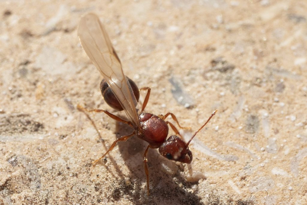 Hyatt's Big-headed Ant in June 2022 by Kyle Eaton. I rescued this Ant ...