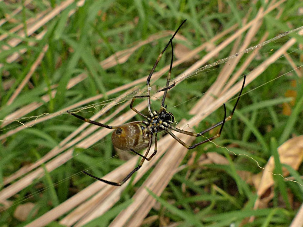 Tiger Spider from Poindimie, New Caledonia on August 13, 2015 by John B ...