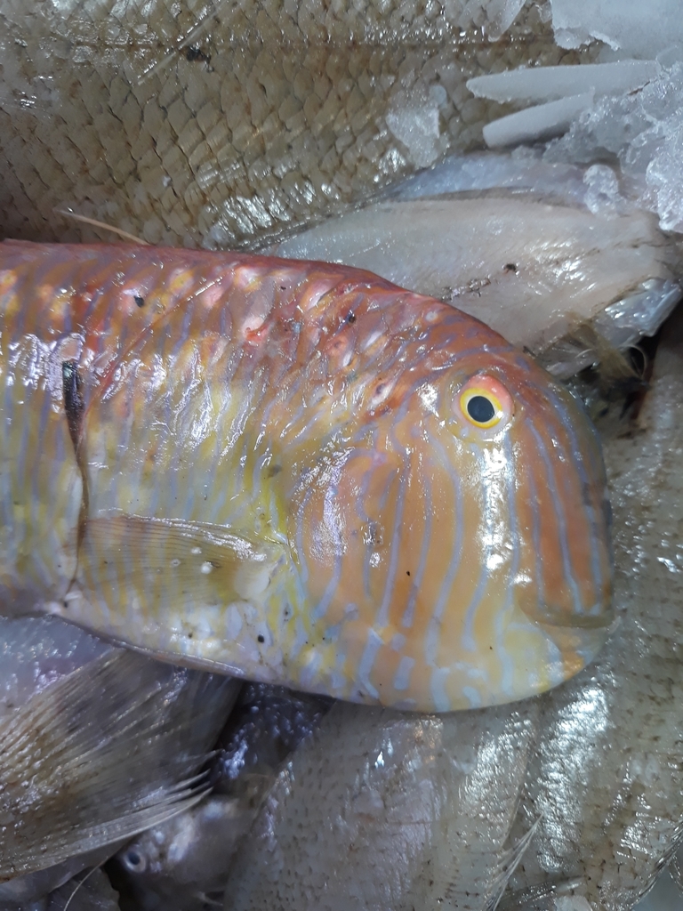 Pearly Razorfish from Algérie on November 03, 2022 at 05:54 PM by Karim ...