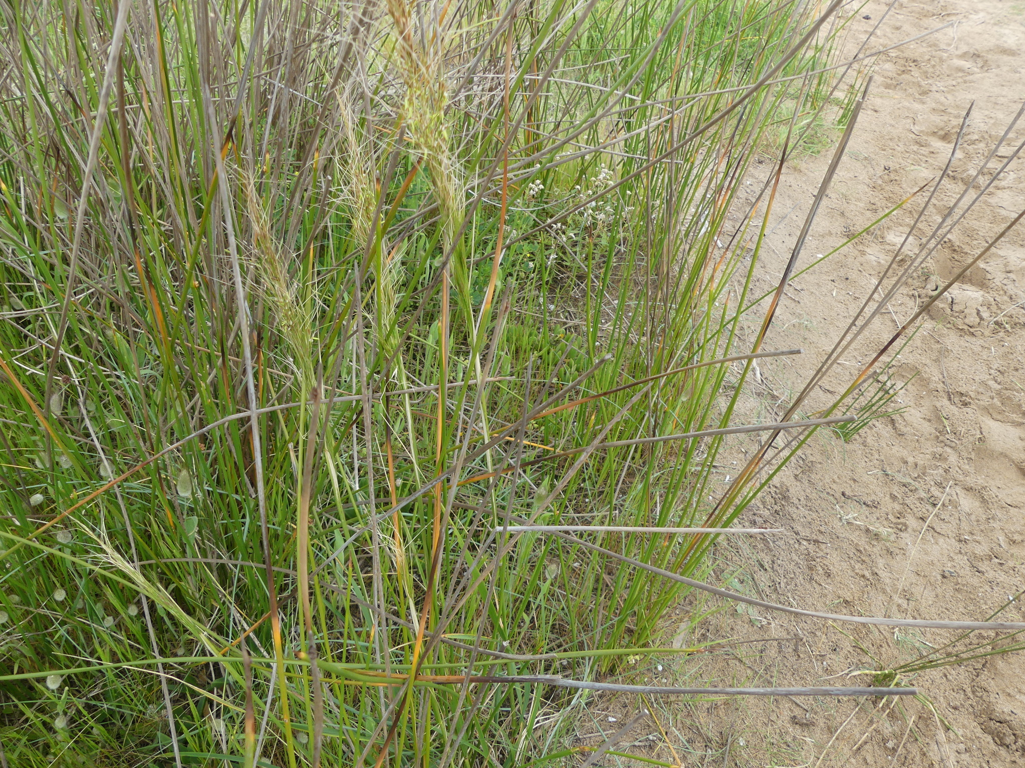 Gahnia filum (Labill.) F.Muell.