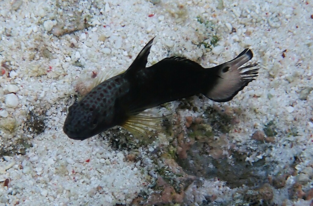 Whitebarred Goby from Gladstone, QLD, Australia on October 24, 2022 at ...