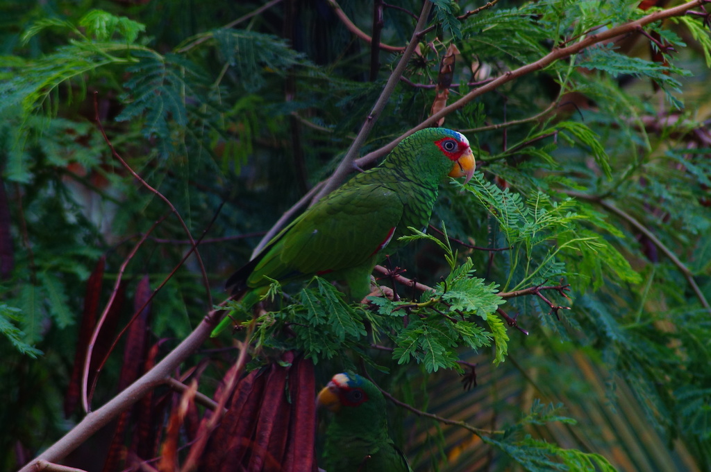 White-fronted Parrot in August 2018 by Carlos Domínguez-Rodríguez ...