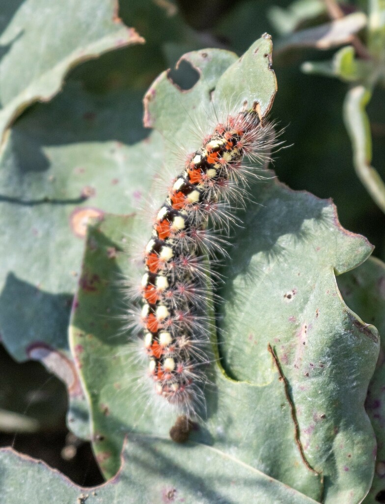 Underwing, Tiger, Tussock, and Allied Moths from Kayakentskiy rayon ...