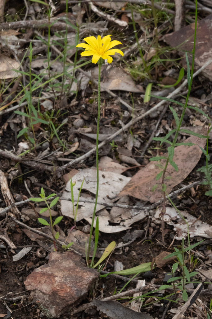 Murnong from Glenluce VIC 3451, Australia on October 29, 2022 at 01:00 ...
