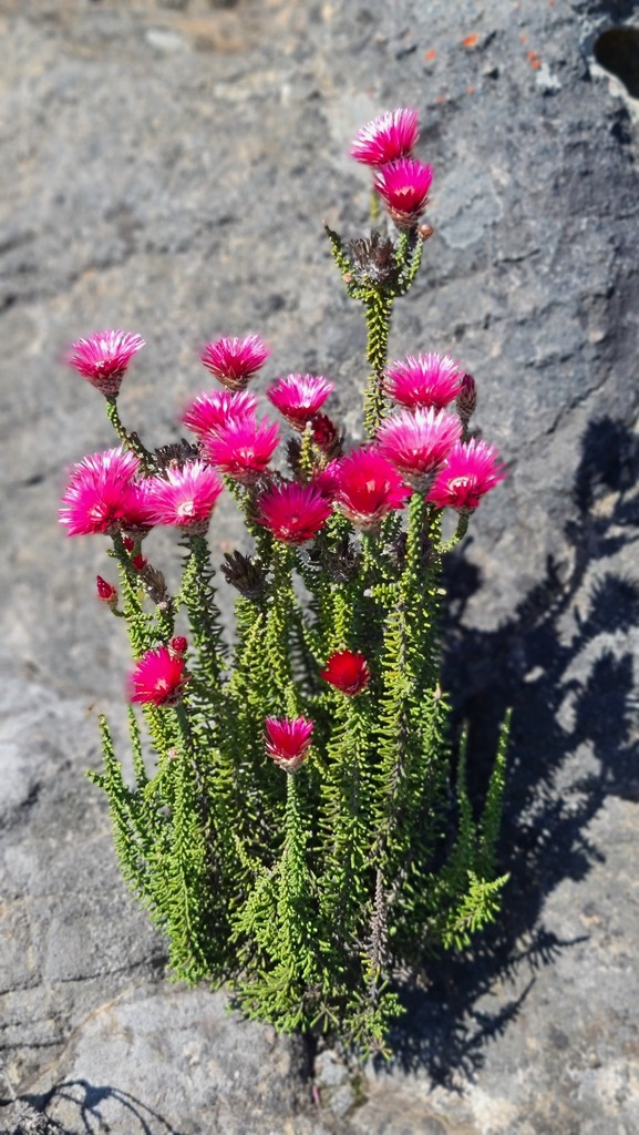 Cape everlasting from Cape Winelands, Western Cape, South Africa on ...