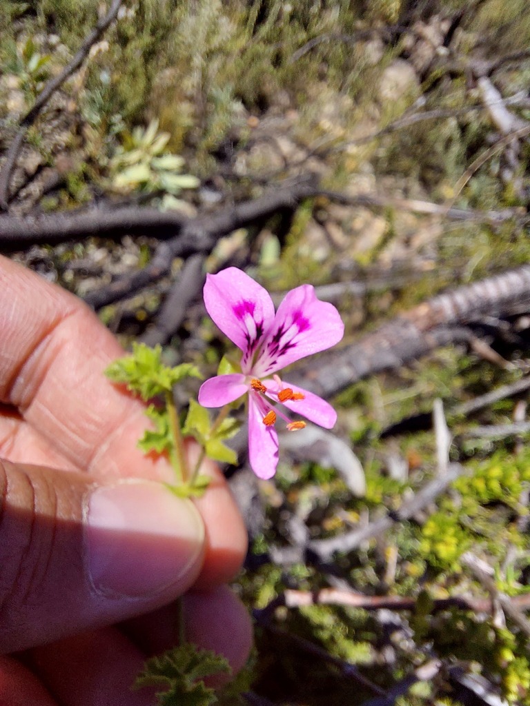 Rose-camphor Storksbill from Cape Winelands, Western Cape, South Africa ...