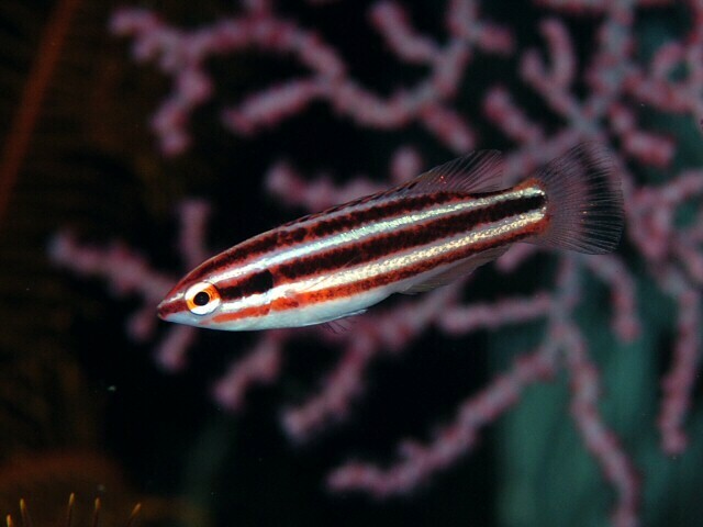Striped Pigfish (Bodianus izuensis) - Marine Life Identification