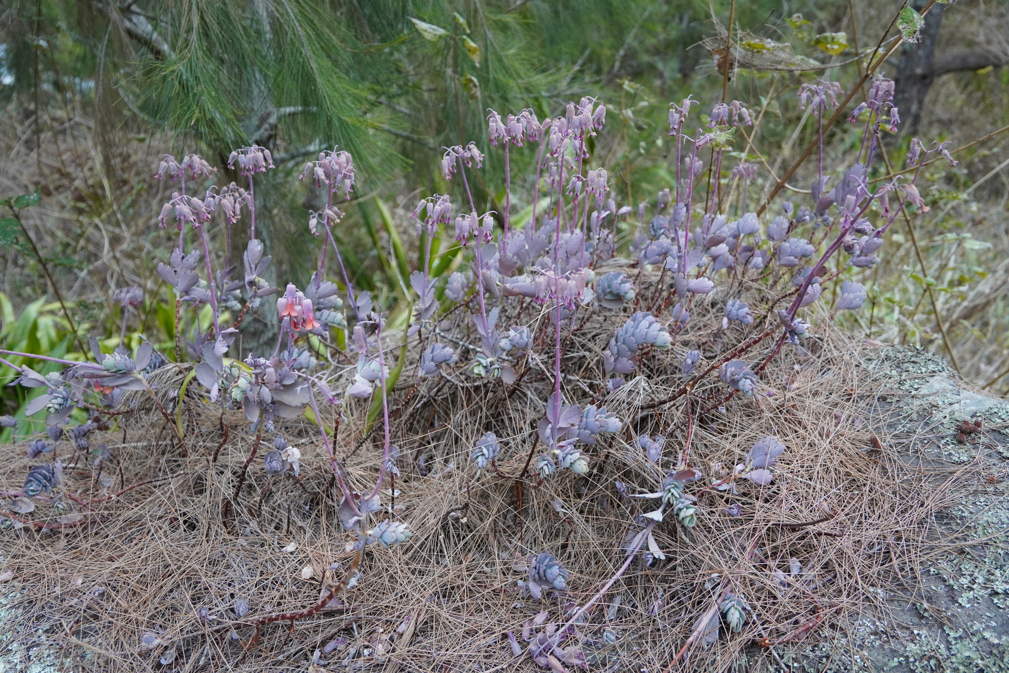 Kalanchoe fedtschenkoi Raym.-Hamet & Perrier