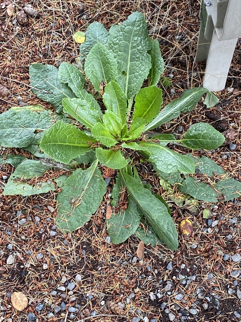 bitter lettuce from S 246th Pl, Des Moines, WA, US on November 01, 2022 ...