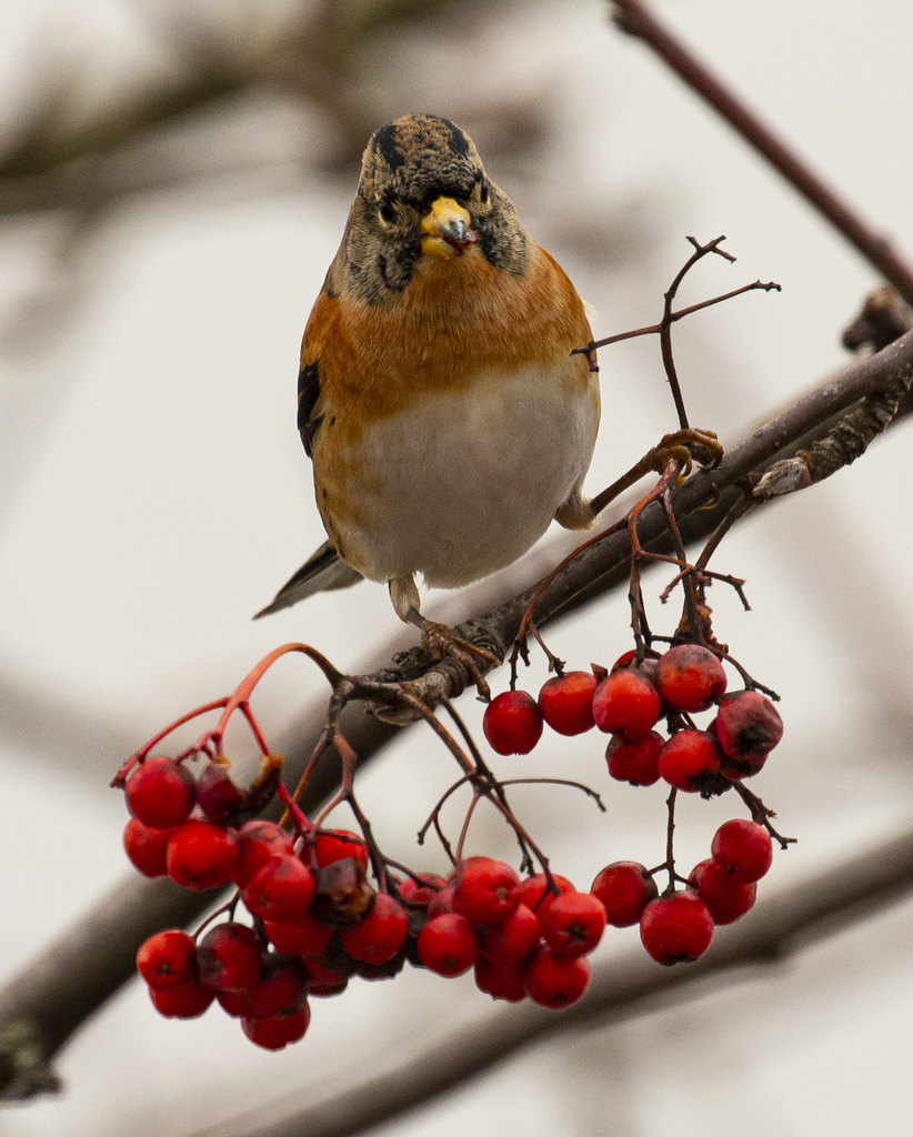 Brambling from St Ursen, Switzerland on November 04, 2022 at 10:14 AM ...