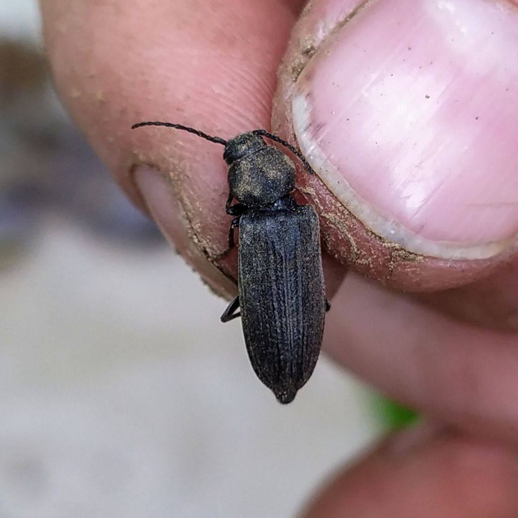 black spruce borer from г. Екатеринбург, Свердловская обл., Россия on ...